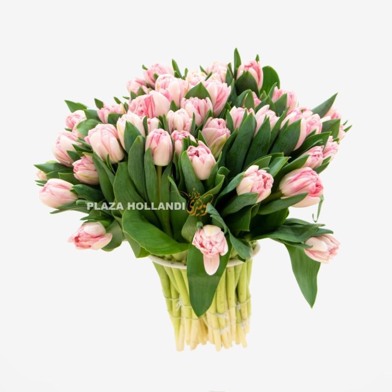50 Pink Tulips Bouquet Flowers in Qatar | Plaza Hollandi