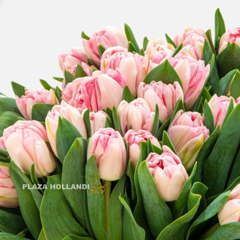 50 Pink Tulips Bouquet Flowers in Qatar | Plaza Hollandi