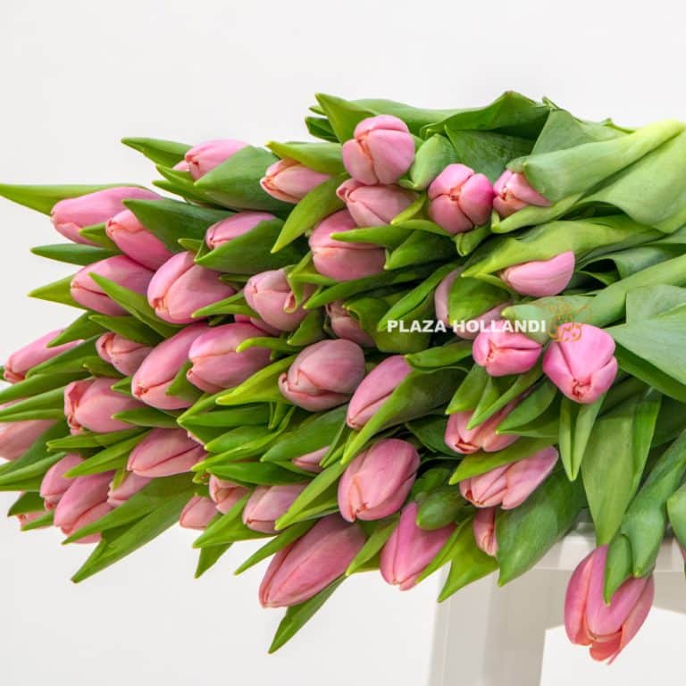 50 Pink Tulips Bouquet Flowers in Qatar | Plaza Hollandi