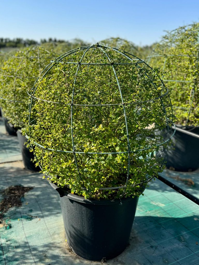 Ehretia Microphylla Ball Shape, flowers | Plaza Hollandi Qatar