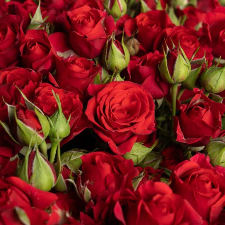 Ruby Cascade: 125 Red Baby Roses in Vase | Plaza Hollandi